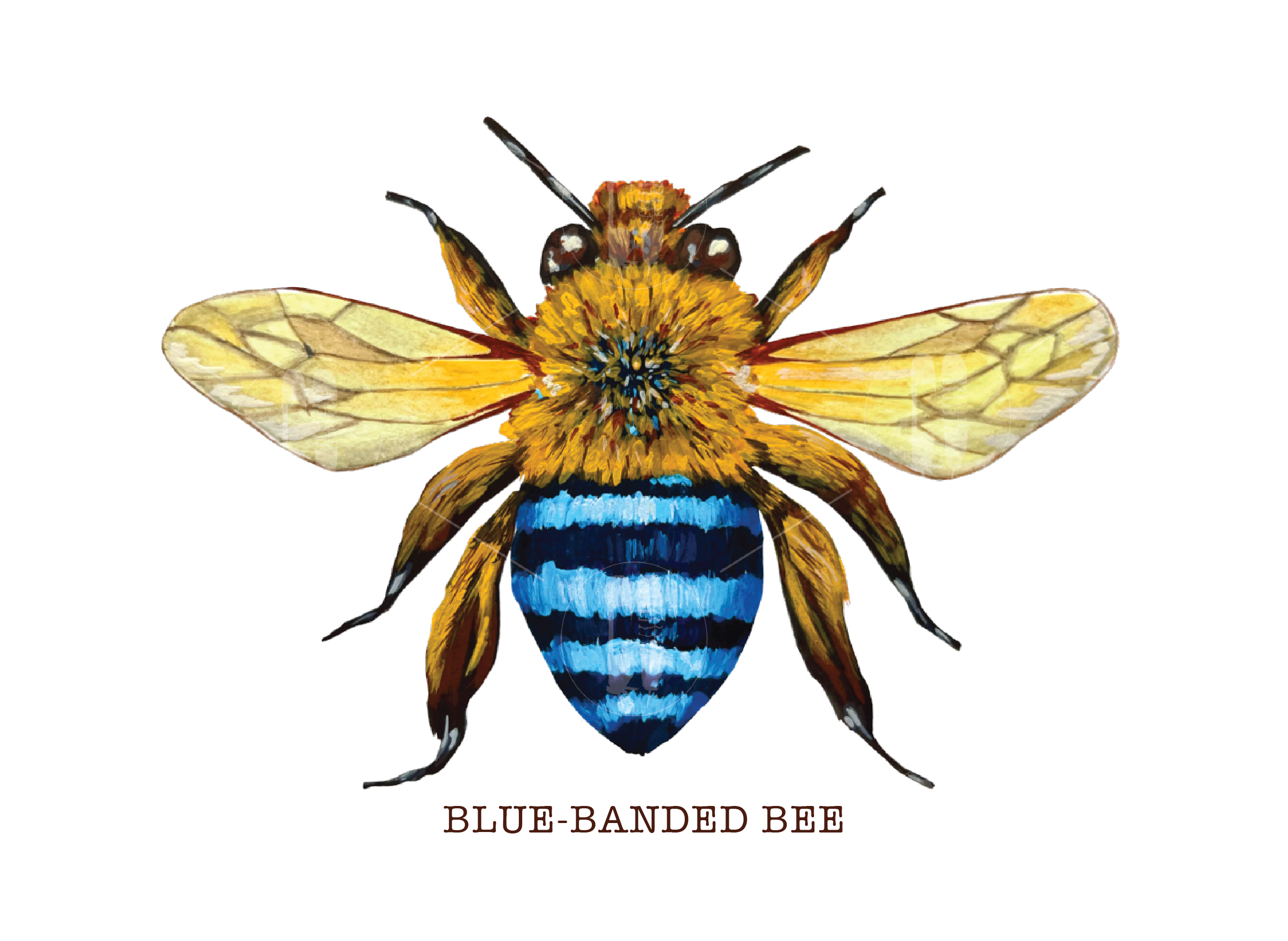 A5 Print: Blue-Banded Bee – Chicken Pants Studio