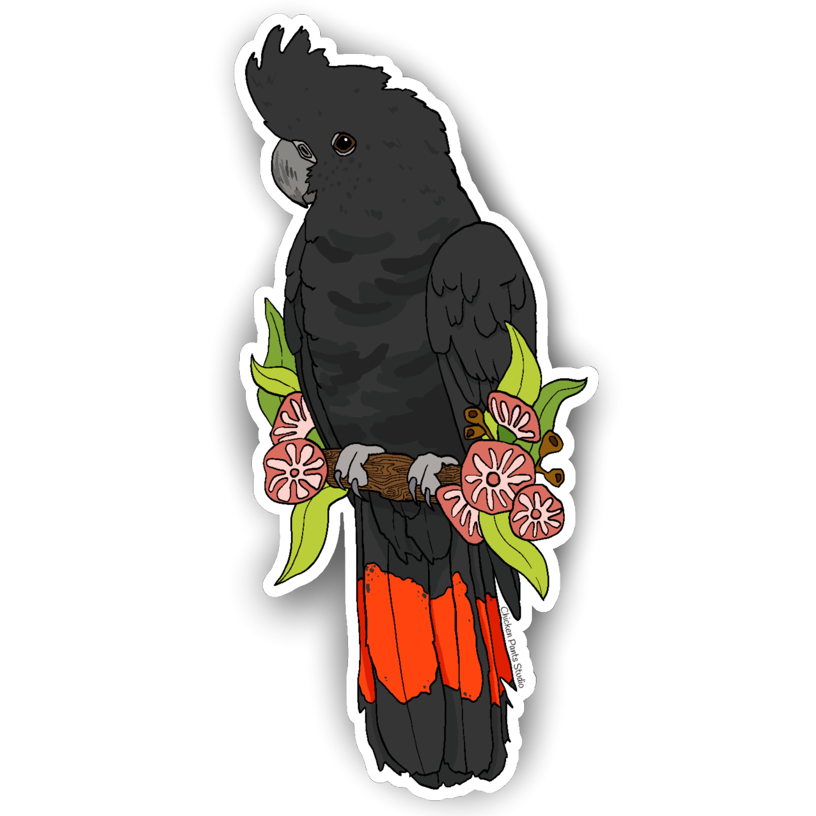 Male red tail black cockatoo sticker – Chicken Pants Studio