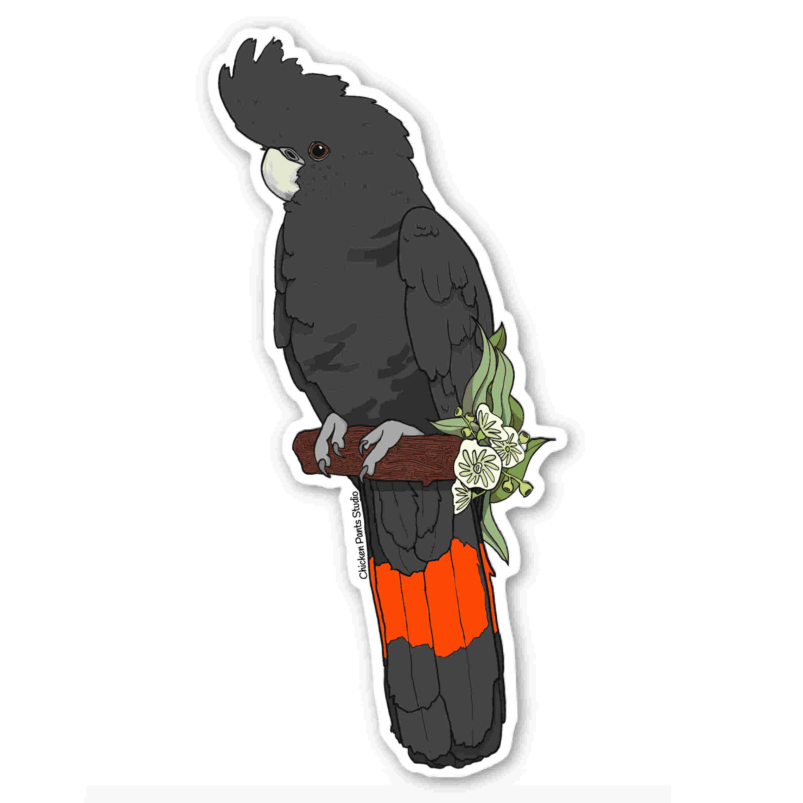 Male Red-Tail Black Cockatoo Sticker – Chicken Pants Studio